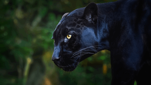 Seatrium Scores FPSO Jaguar Job | Rigzone